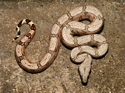 Columbian Boa ~ Venomous Snakes