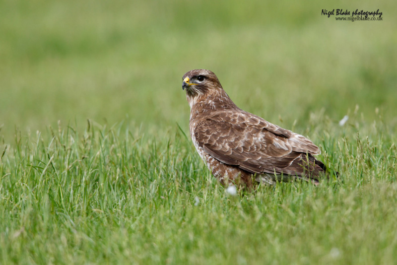 Nigel Blake nature photography: Some Welsh birds
