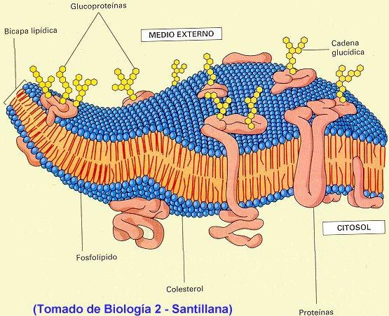 Funciones de los lípidos: Funcion de los esfingolípidos