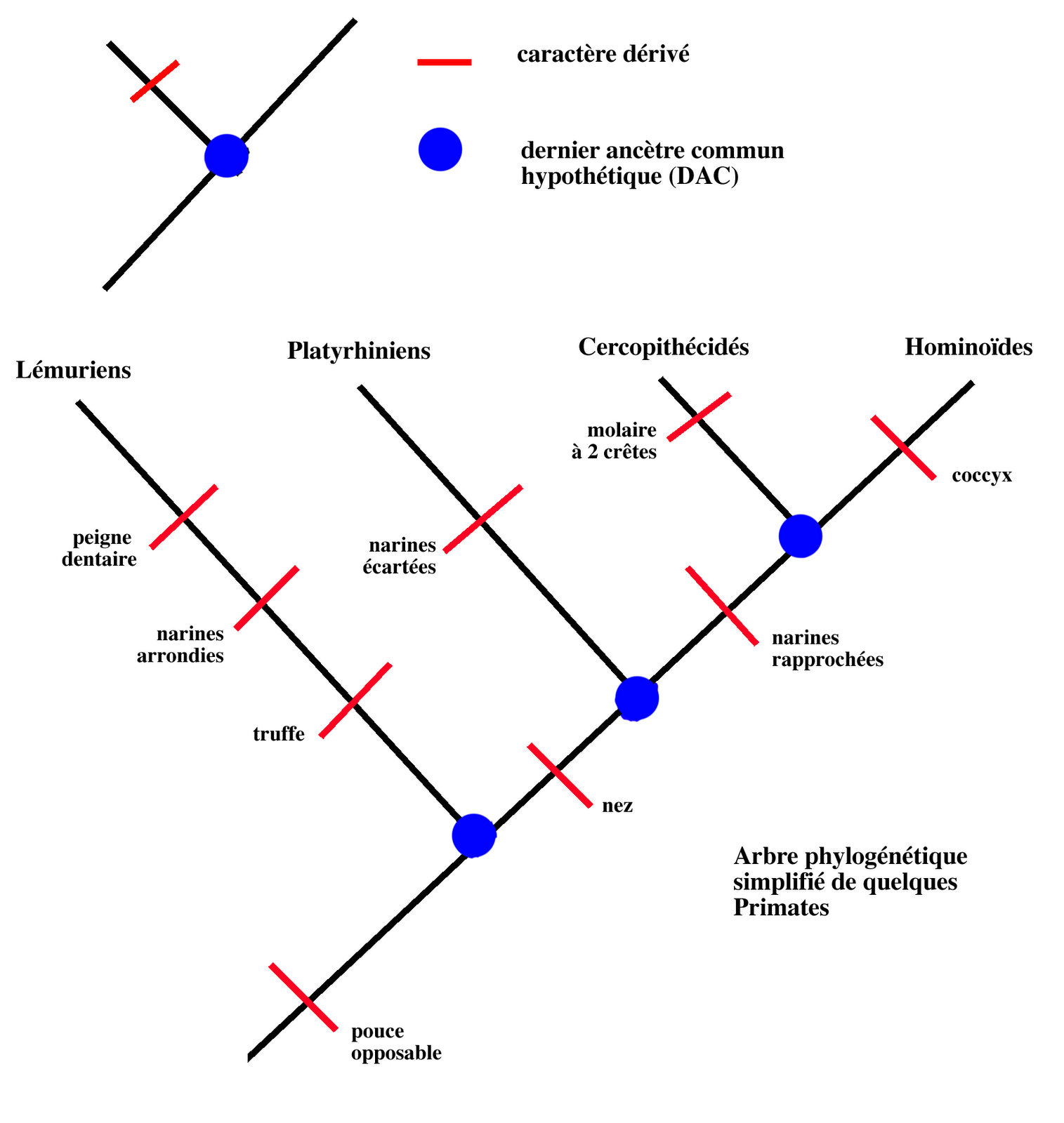Quoi de neuf en SVT ? par Maître Corydon Muttaburrasaurus: THEME 1A ...