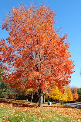 Two Kids and a Beagle