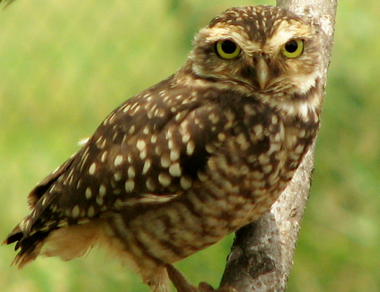Cultura Guaraní: Leyenda el caburé o cabureí