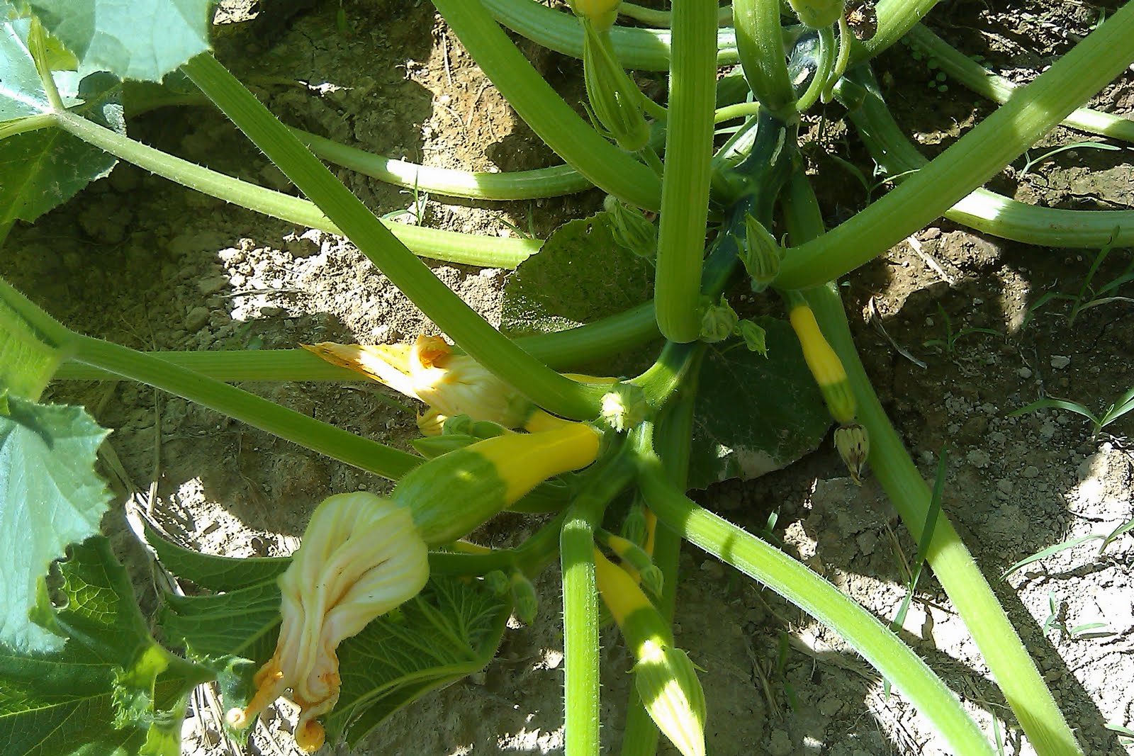 Biological Thinking: Squishing the Squash Bugs