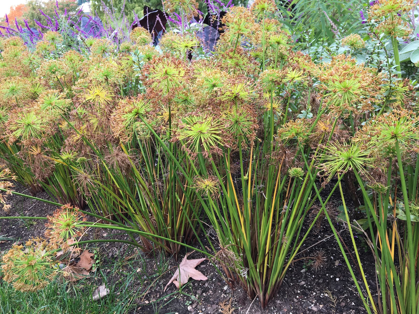 Backyard Neophyte Landscaping Blog: 2016