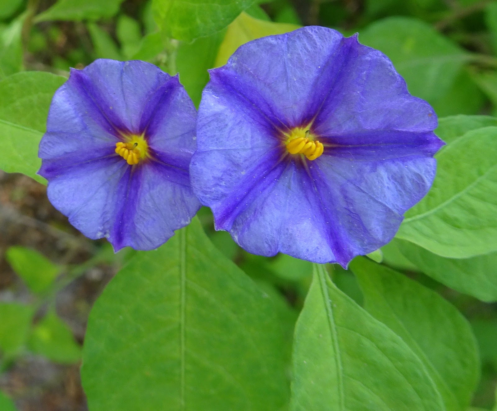 HERBARIO VIRTUAL DE BANYERES DE MARIOLA Y ALICANTE: Solanum rantonetti ...