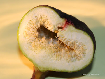 Mastering Horticulture: Have You Really Seen a Fig Flower?