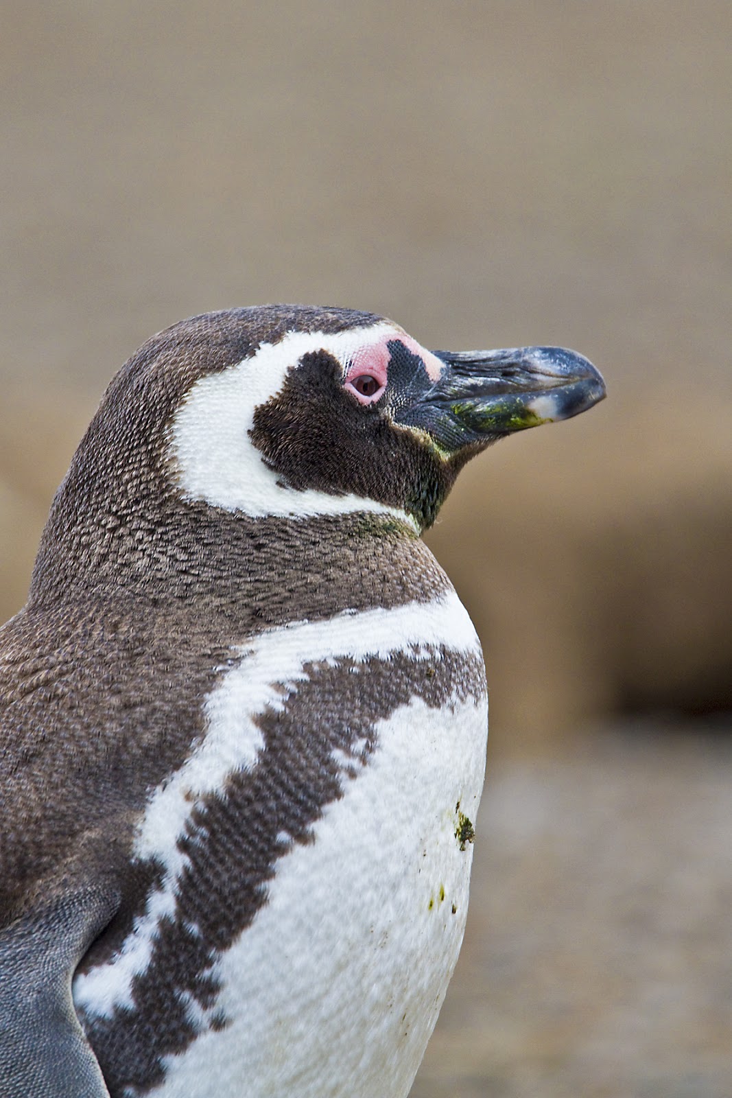 Antarctica & South America: Magellanic Penguins, Valdes Peninsular