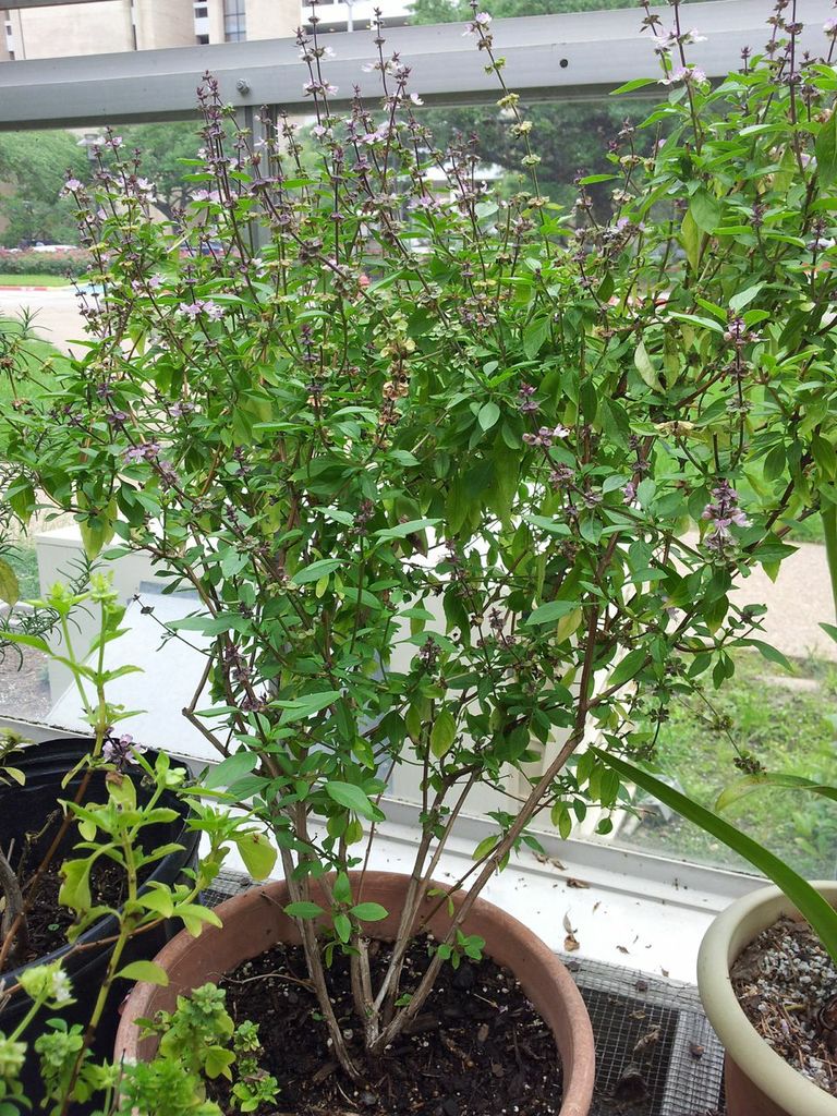 The Horticulture Society at UH: Growing Information