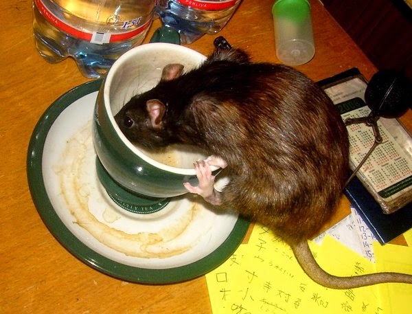 Ultimate Rat Care Blog: Why Does My Rat's Eyeballs Bounce? Is My Fancy ...