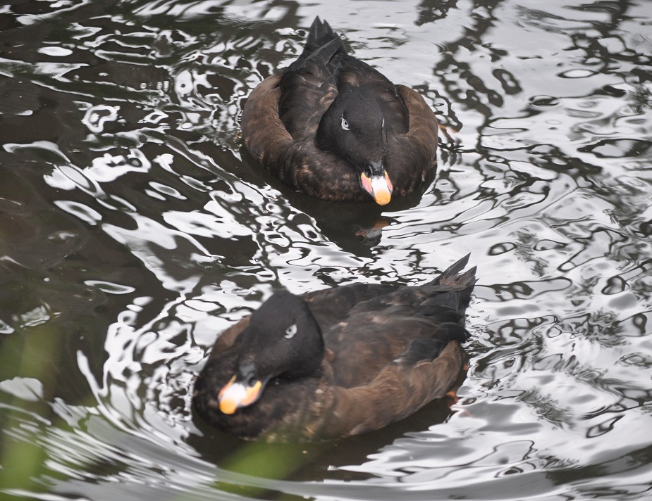 ZOOTOGRAFIANDO (6.100 ANIMALS): NEGRÓN ESPECULADO / VELVET SCOTER ...