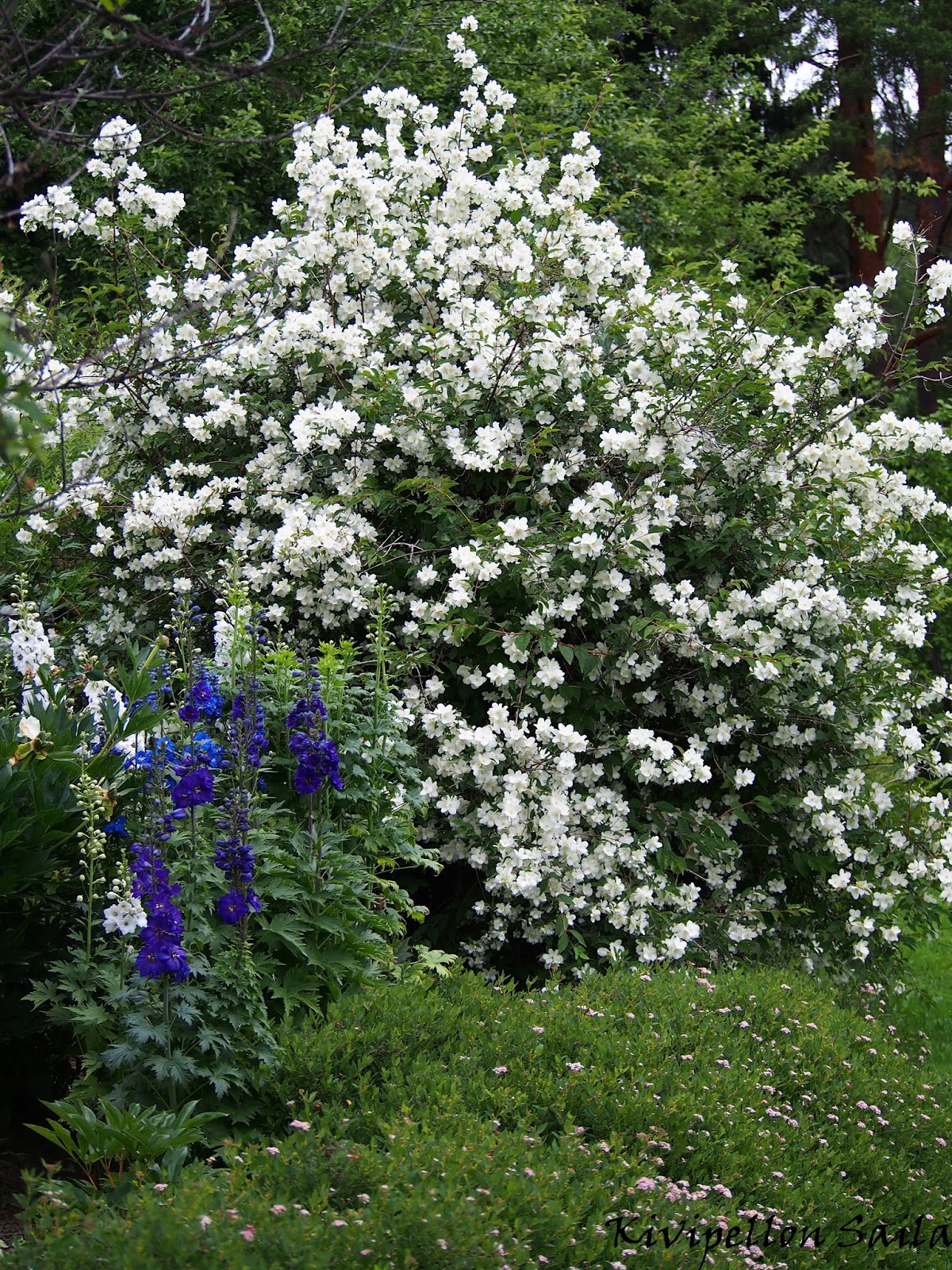 Kivipellon Saila: Sadetta odotellessa