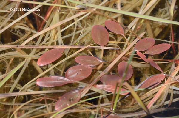 The rainforests of Borneo & Southeast Asia: Potamogeton cheesemanii ...