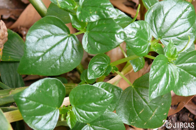 Ulasimang Bato Plant