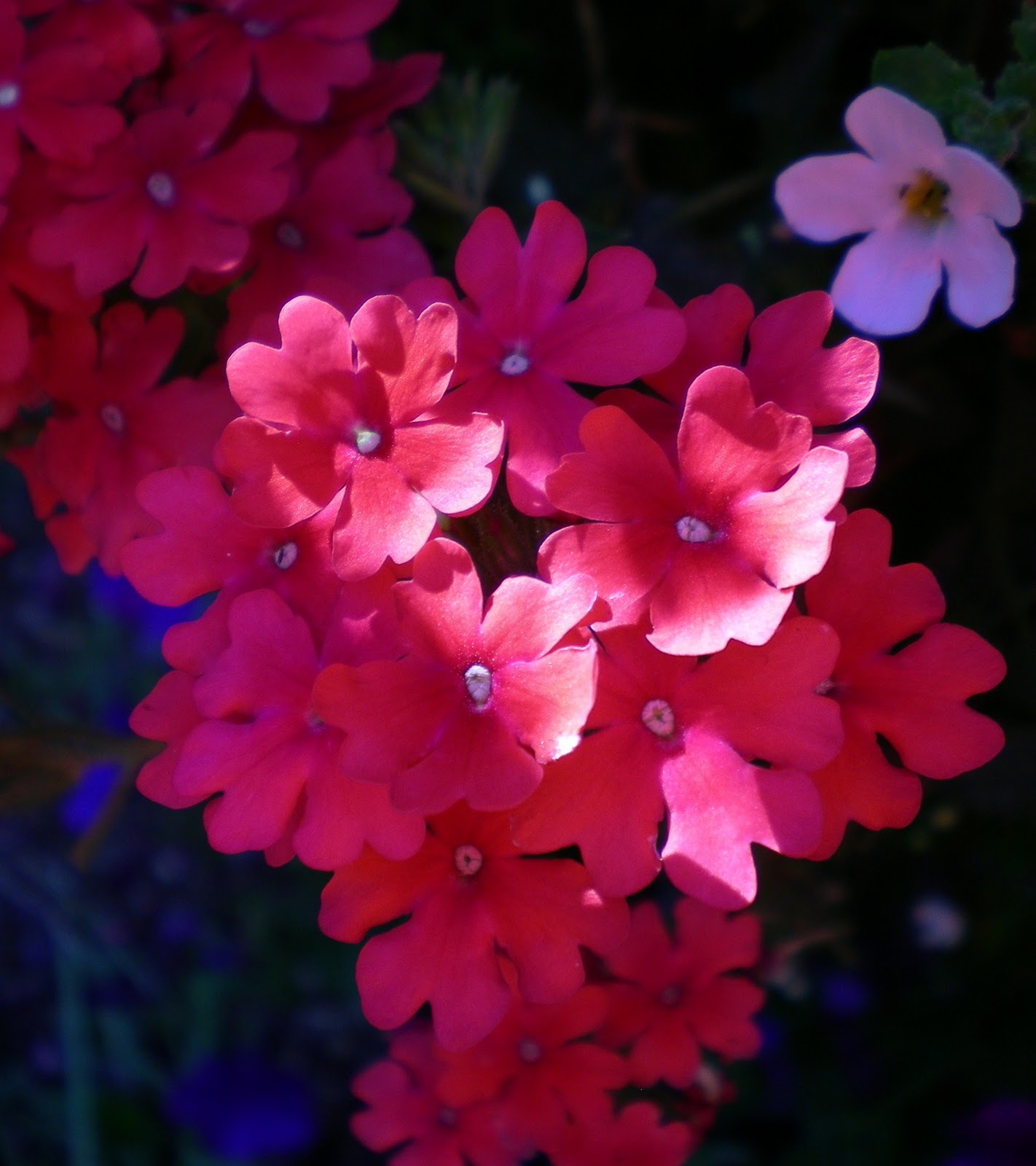 La Bella Vie: A Stroll Through My Garden...