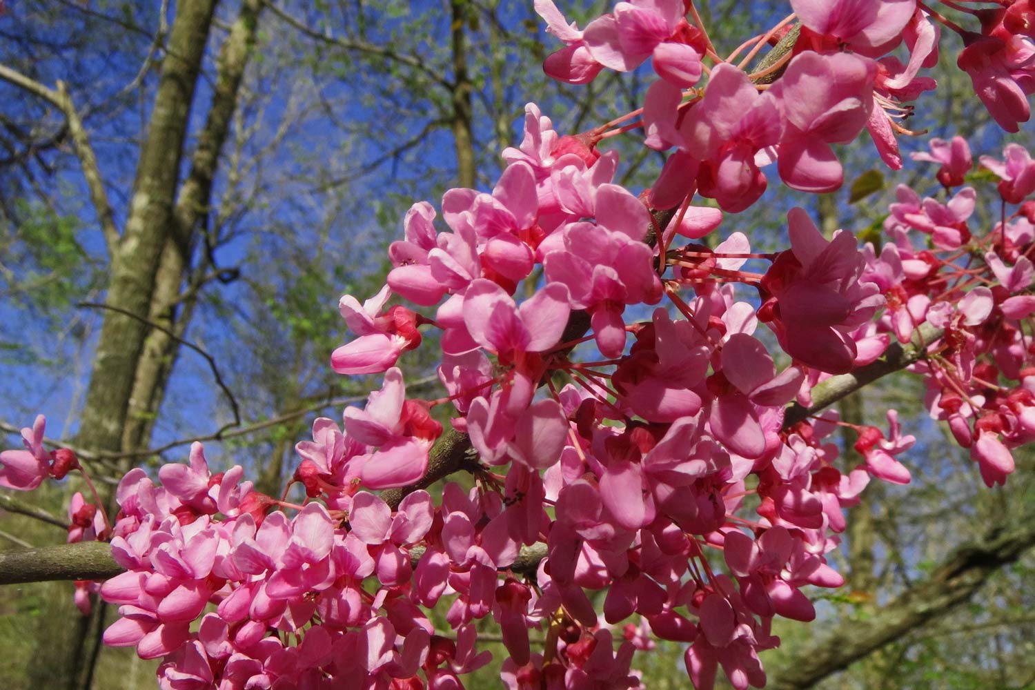 An Arkies Musings: Shady Lake and Bard Springs