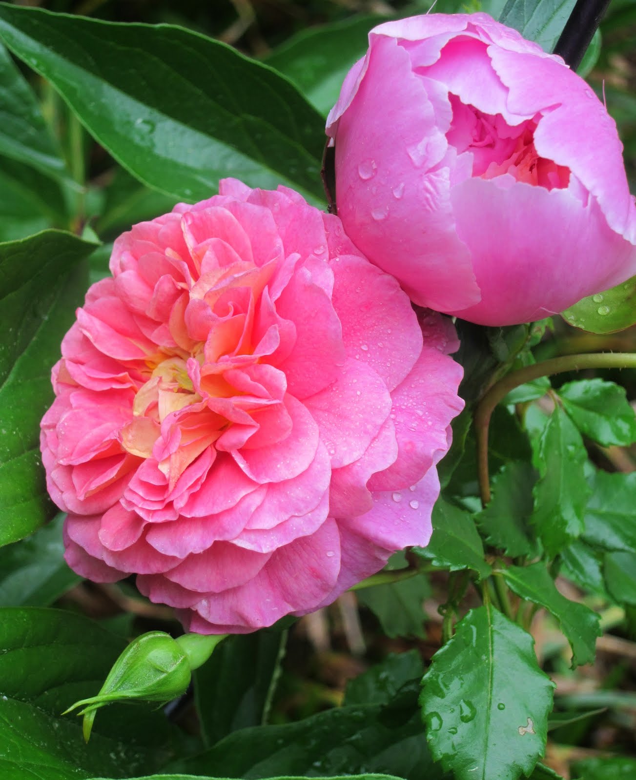 Bentobird: first roses of may