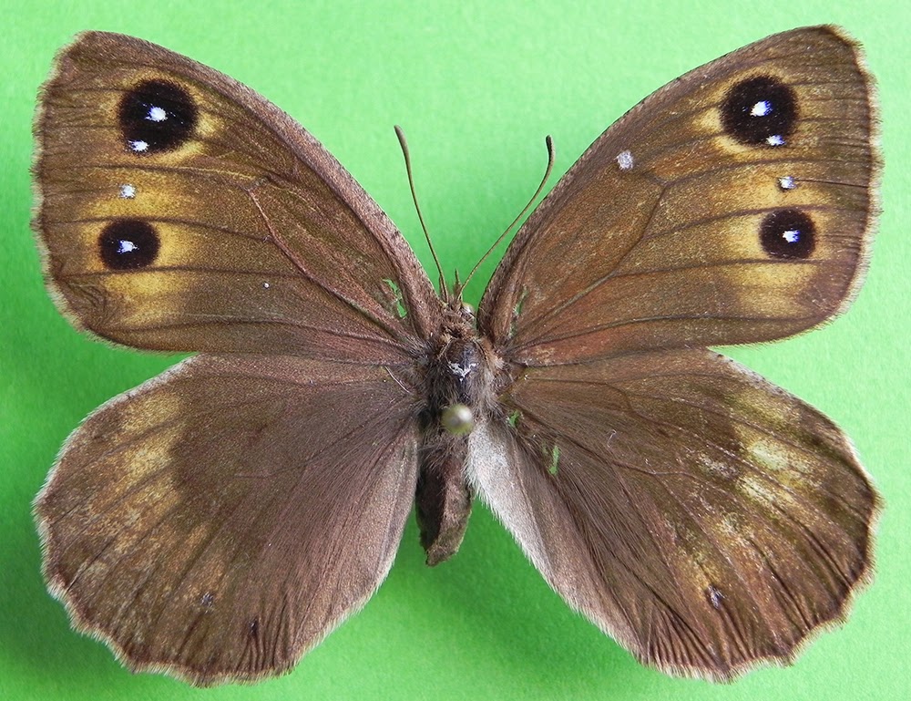 MARIPOSAS (BUTTERFLIES): Subfamilia SATYRINAE (Familia SATYRIDAE)