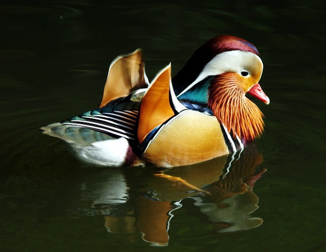 Sana pets: Fancy Duck