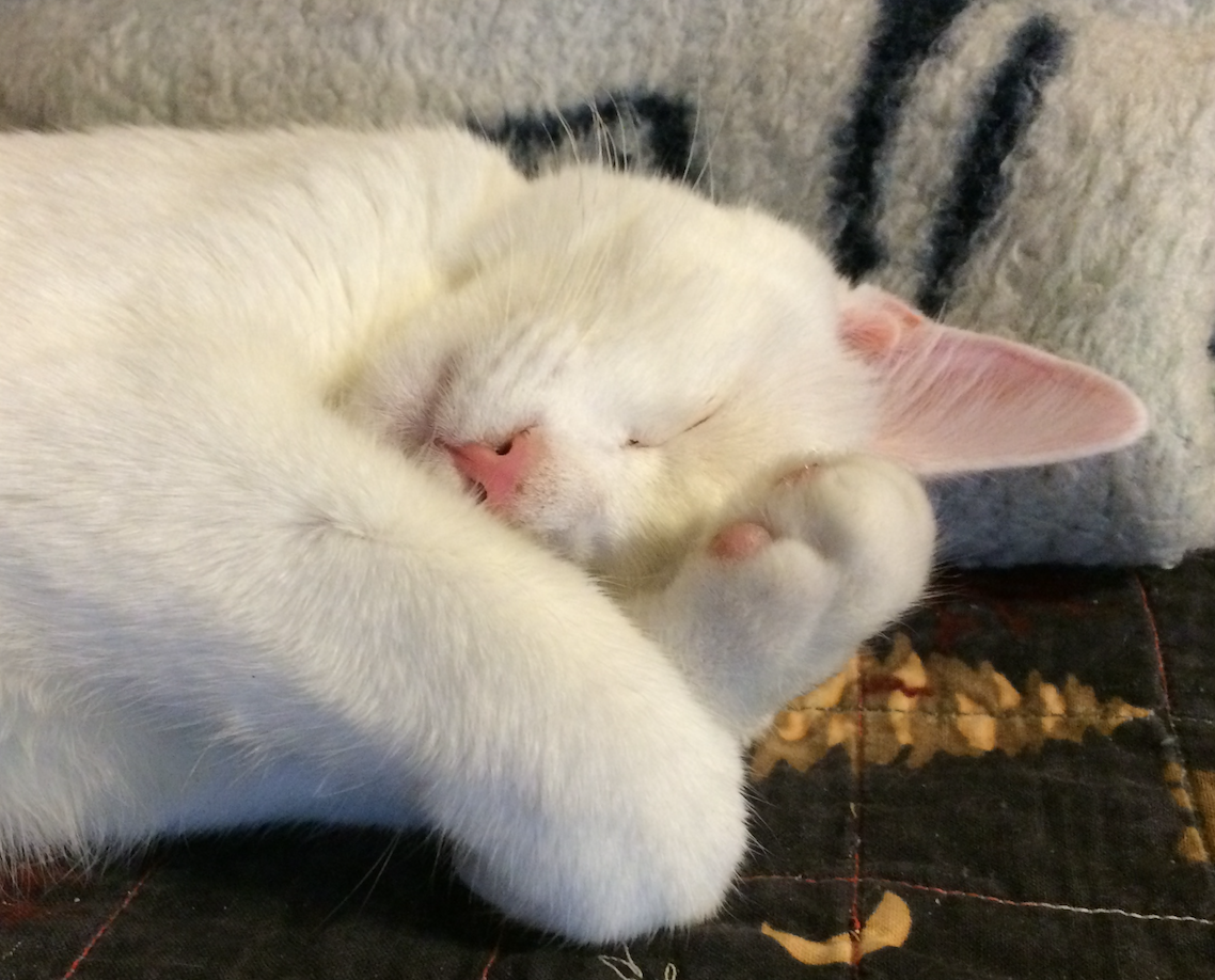 French Fry Diary: French Fry Diary 728: Bojangles