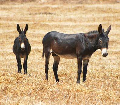 ANIMAL WORLD TokTil: Animal World - All about DONKEY around the world