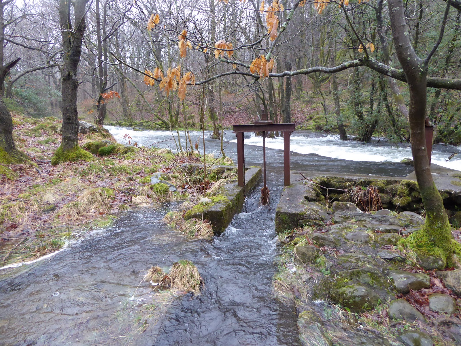 A Raft of Apples: Old Sluice