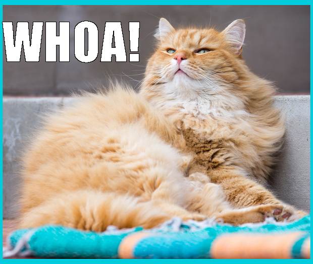 Great Cats Be Funny BLOG