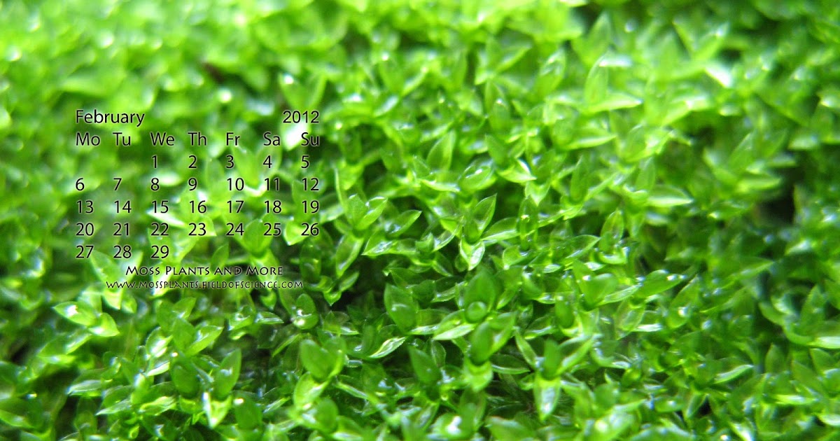 Moss Plants And More A Desktop Calendar Experiment moss-plants-and-more-a-desktop-calendar-experiment