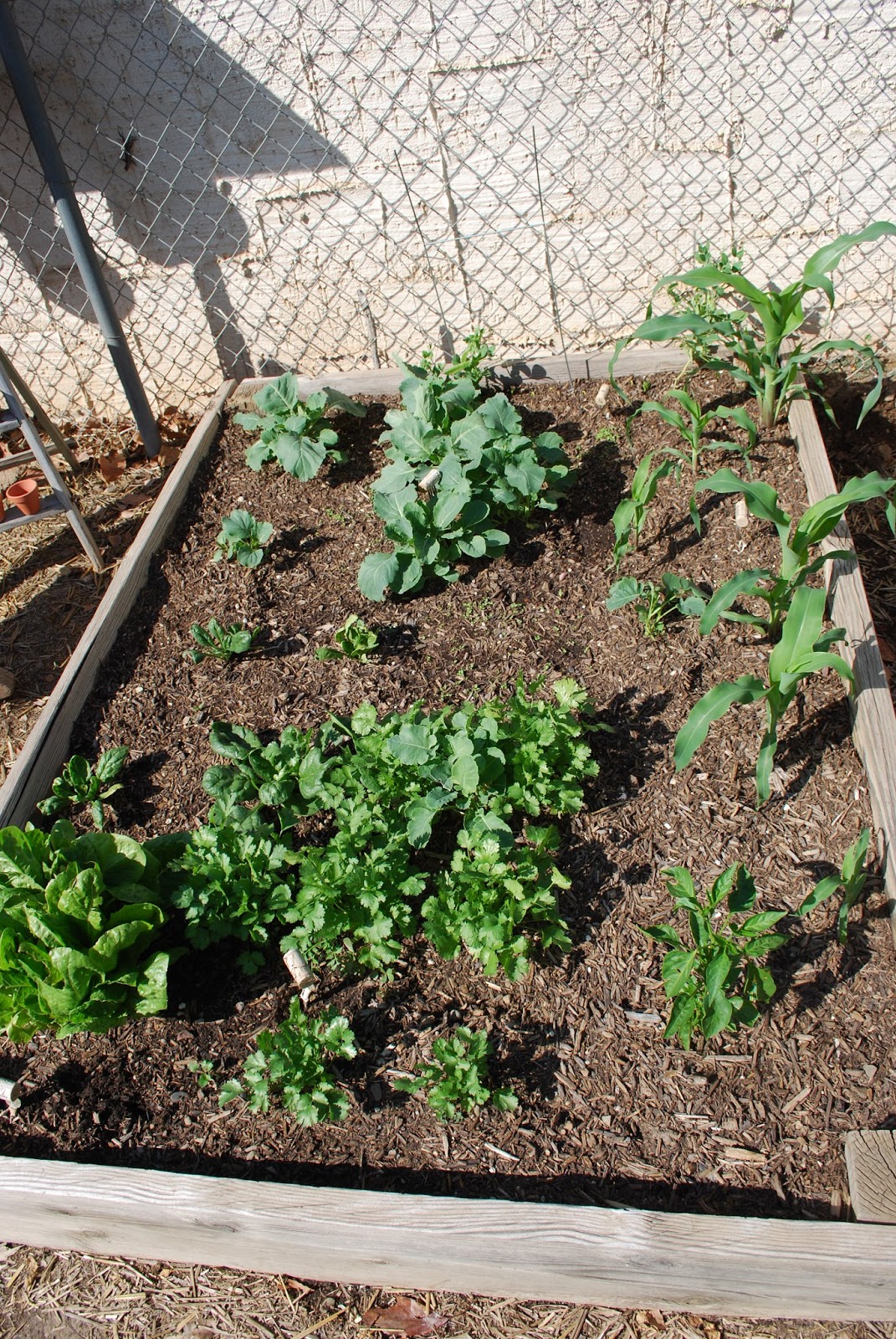 Simplify: Growing Garden, Growing Chicklets