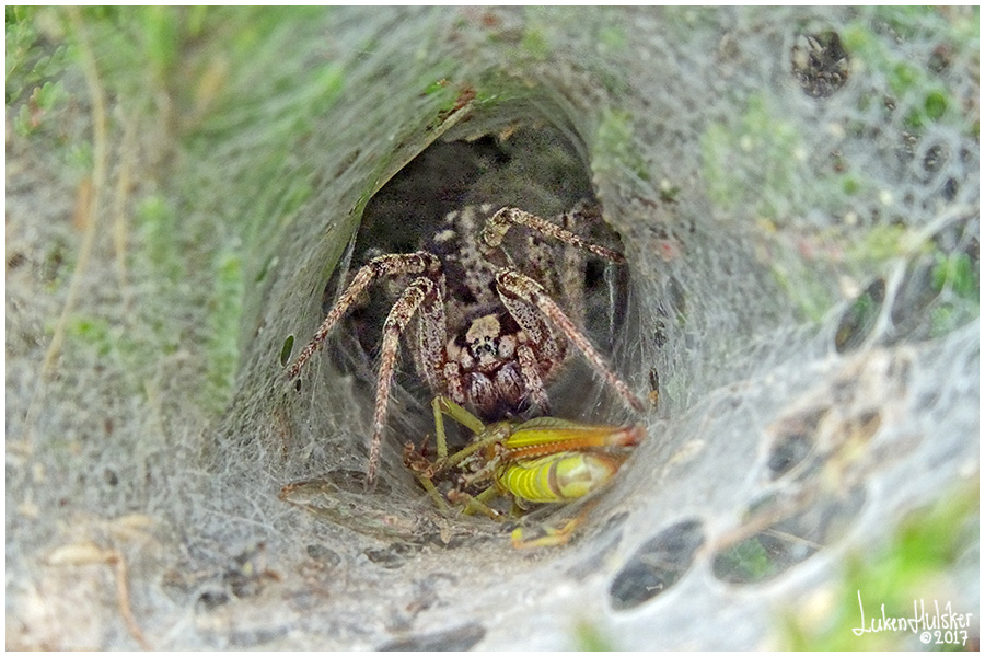 LH VANDAAG: Trechterspin met een sprinkhaan als prooi bij zijn hol!