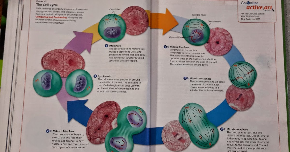 7th Grade Science 2015-2016: Helpful Videos on DNA and the Cell Cycle