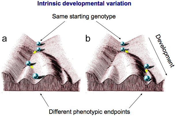 The genetics of emergent phenotypes