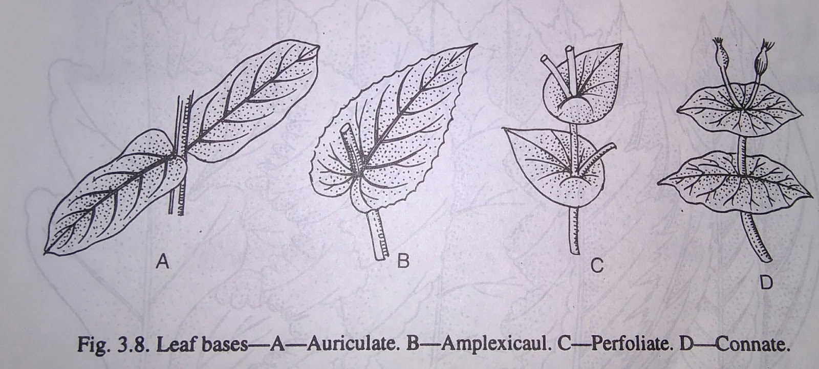 Leaf:types of leaf base, leaf margins, covering or vestiture of leaf ...