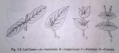 Leaf:types of leaf base, leaf margins, covering or vestiture of leaf ...