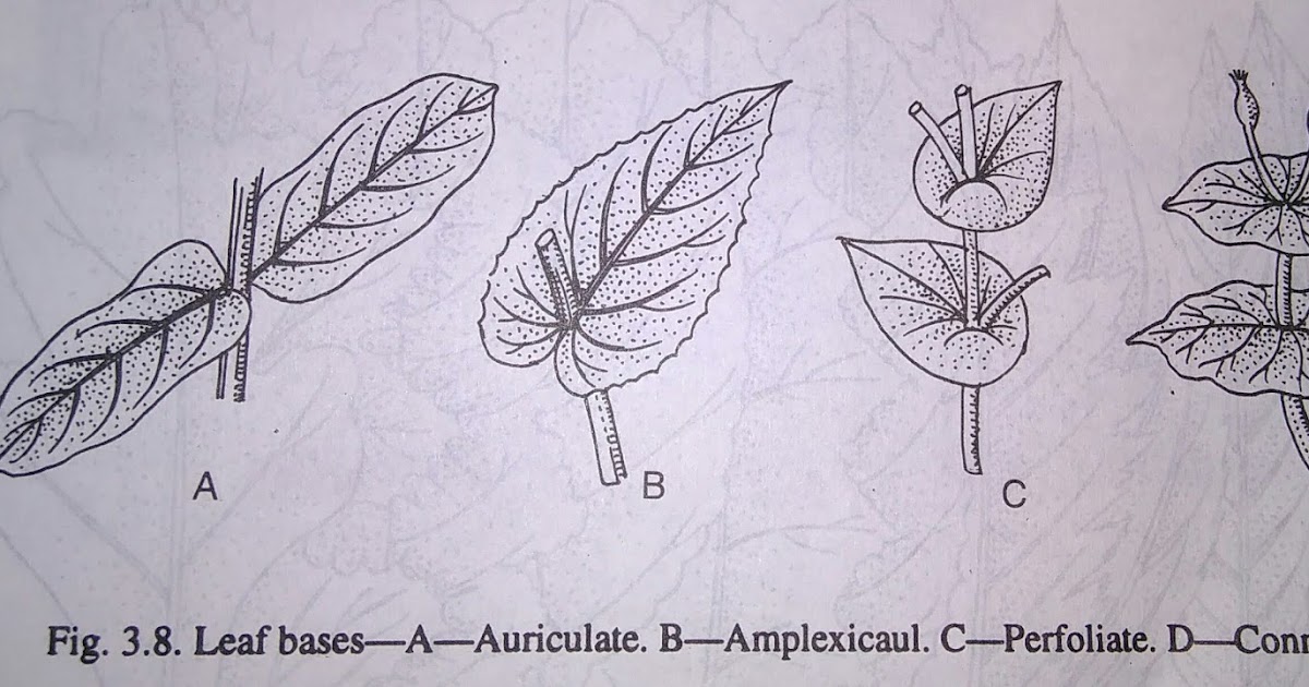 Leaf:types of leaf base, leaf margins, covering or vestiture of leaf ...