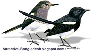 Attractive-Bangladesh: National Bird Of Bangladesh