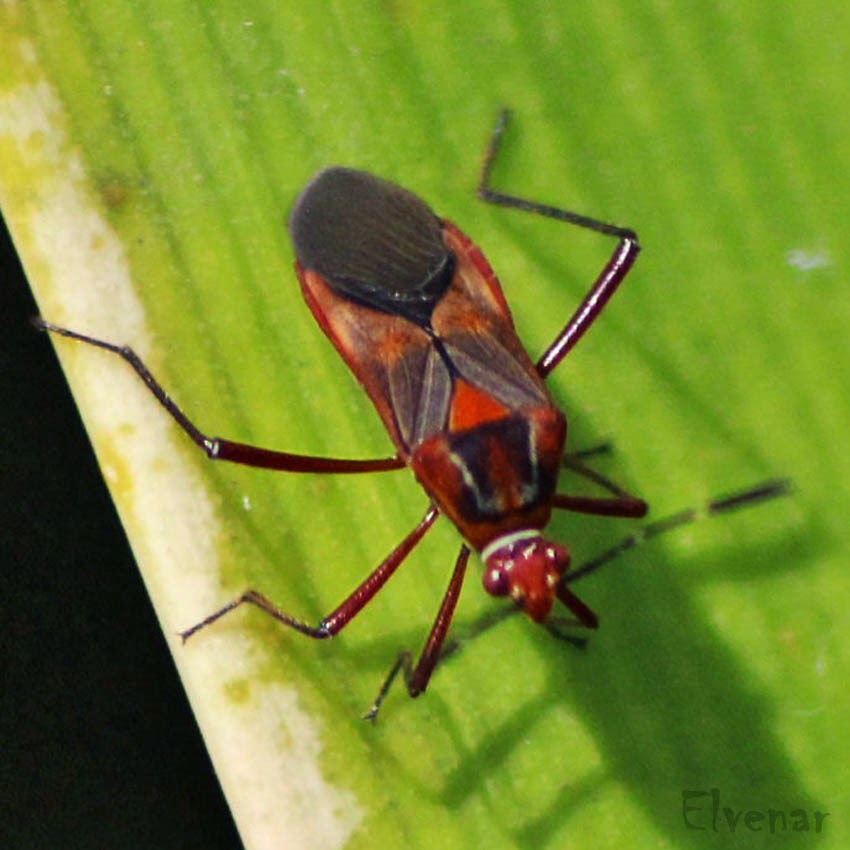 Insetologia - Identificação de insetos: Percevejos de São Paulo