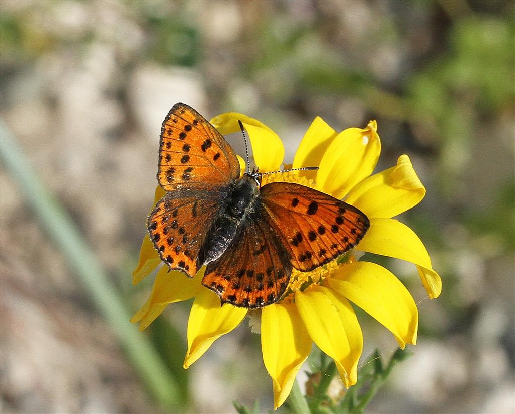 Michael Foley: Natural History ©: Cyprus butterflies - 2013