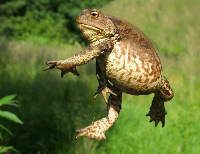 Imagenes de sapos y ranas: Imagenes sapos y ranas: sapo acrobata [30-9-15]