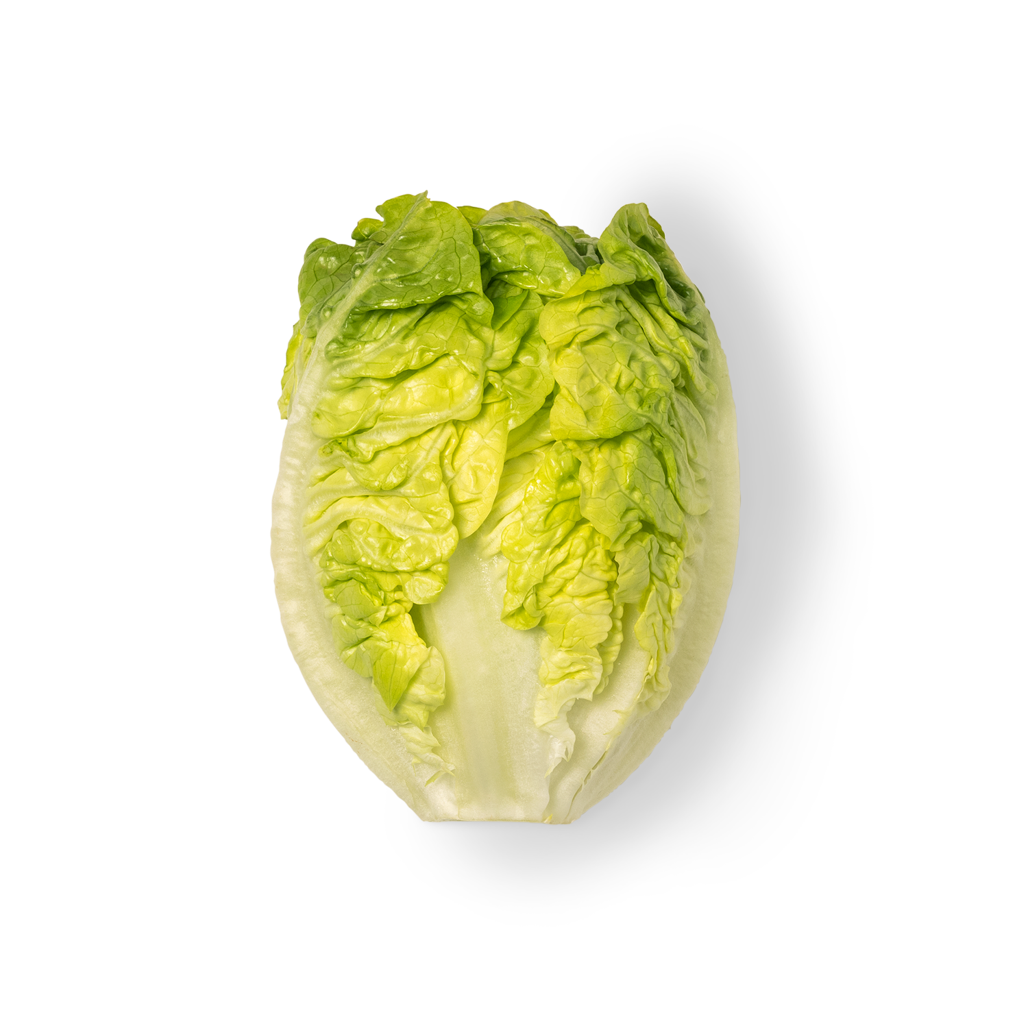 El huerto de La Arboleda: VARIEDADES DE LECHUGAS