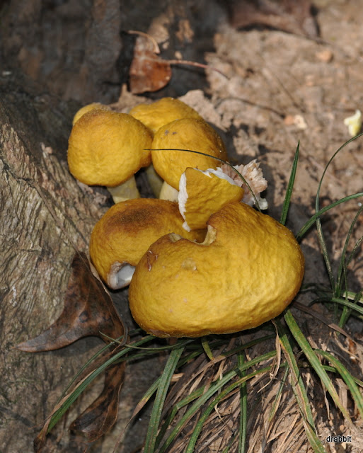 Natural World Citizen