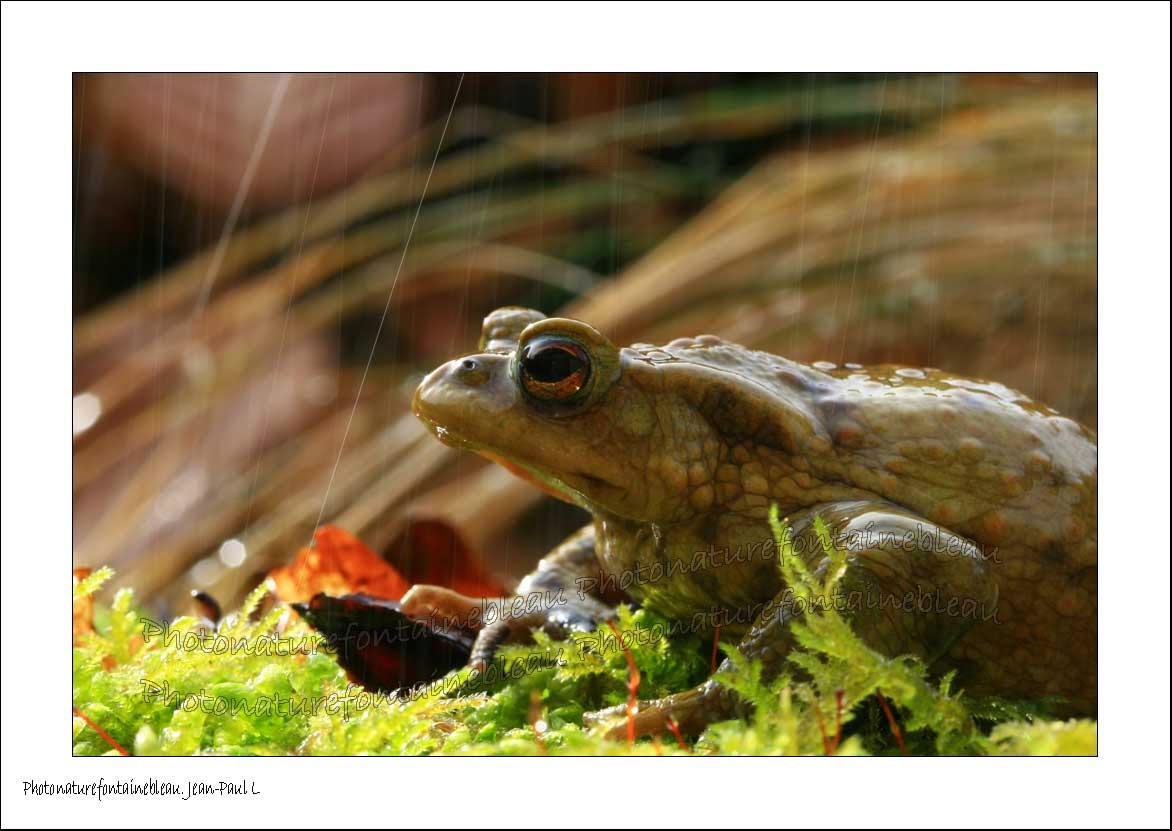 Crapauducs de la forêt de Fontainebleau. 2015 014