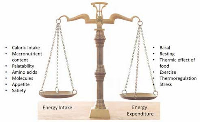 The Healthy Boss: Energy balance