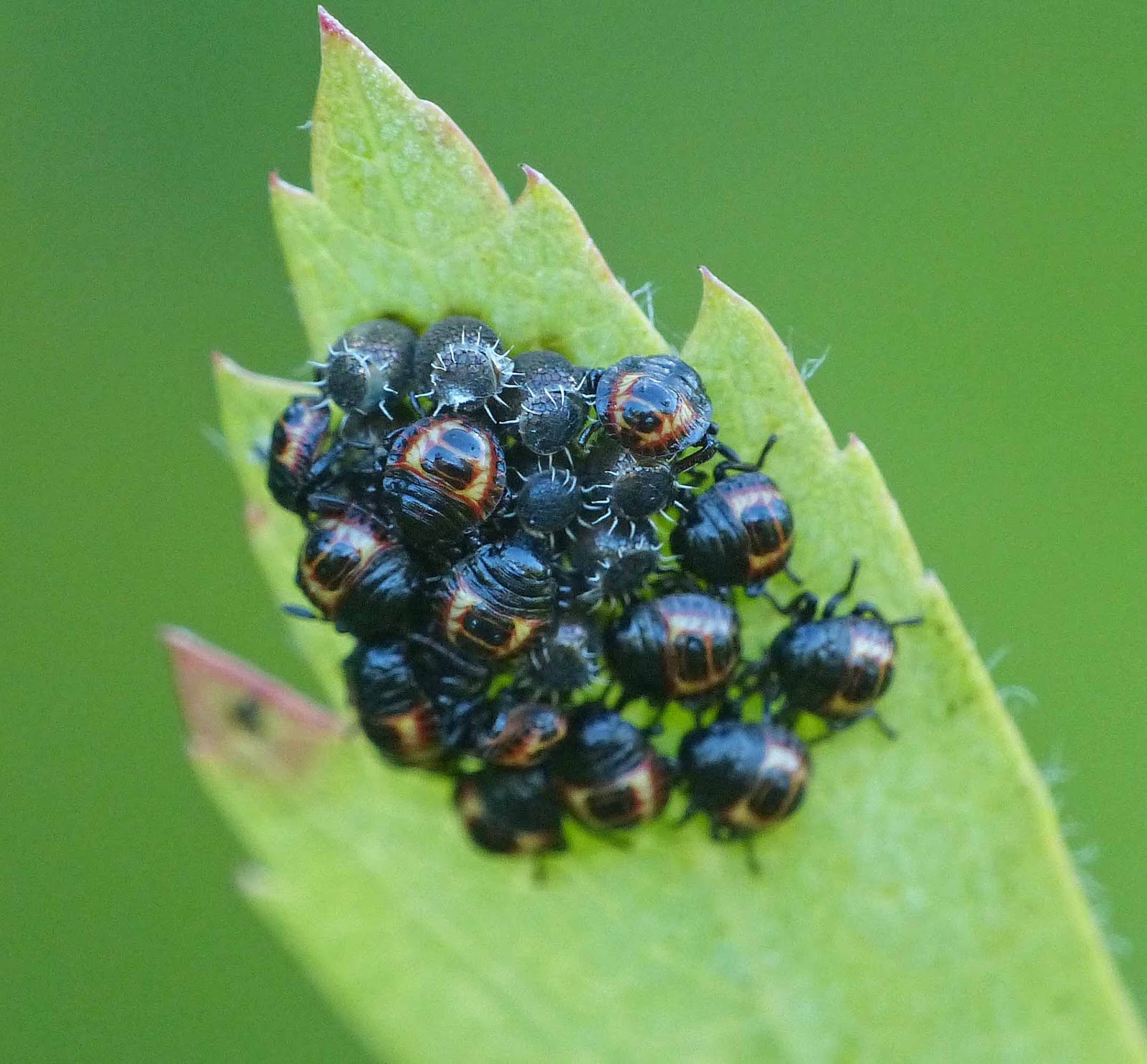 Insects of Scotland: True Bugs