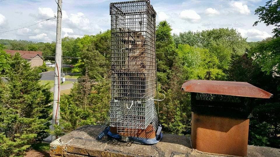 Raccoon in Comstock single door 9x11x30 live cage trap used with ...