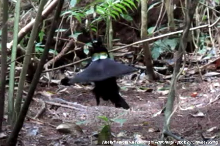 Wildlife Watching Tour: Western Parotia