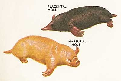Evolution: Fact or Myth ?!: The Problem of Marsupials & homology