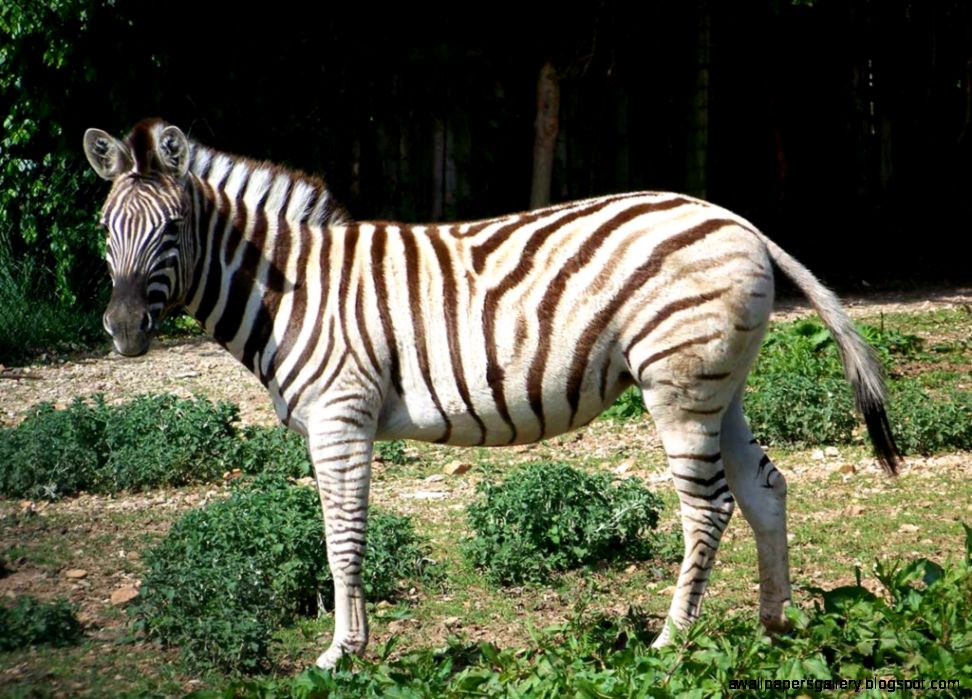 Zoo Animals | Wallpapers Gallery