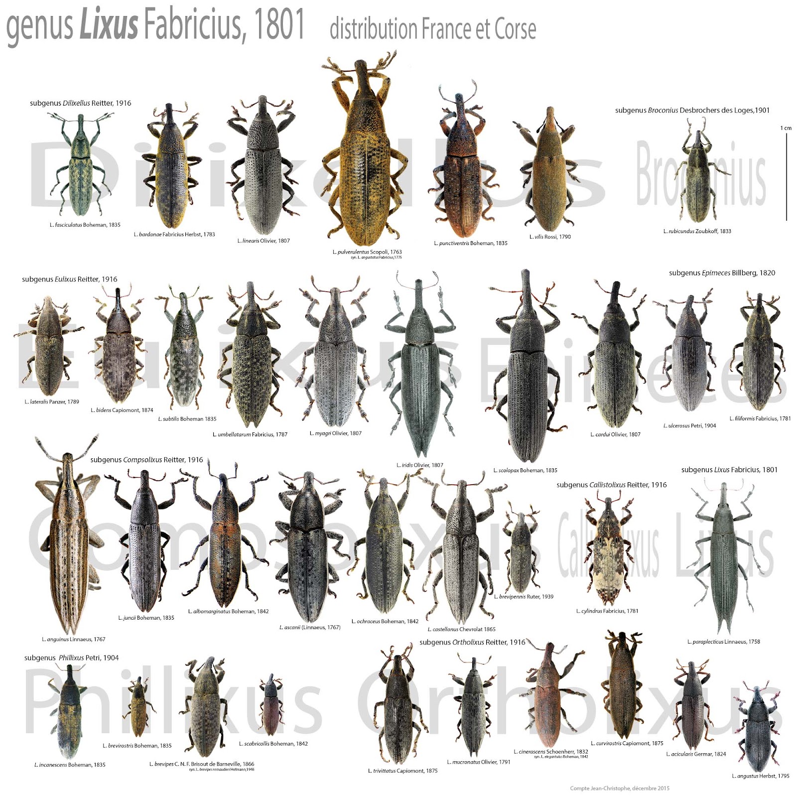 Lixus de France: Planche complète