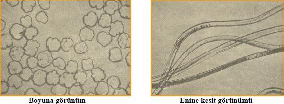 Rejenere lifleri tanımak için mikroskop testi