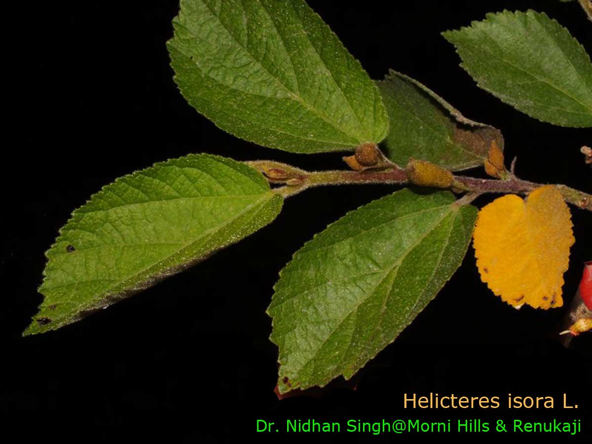 Medicinal Plants: Helicteres isora, Mriga Shringa, Maror Phali ...
